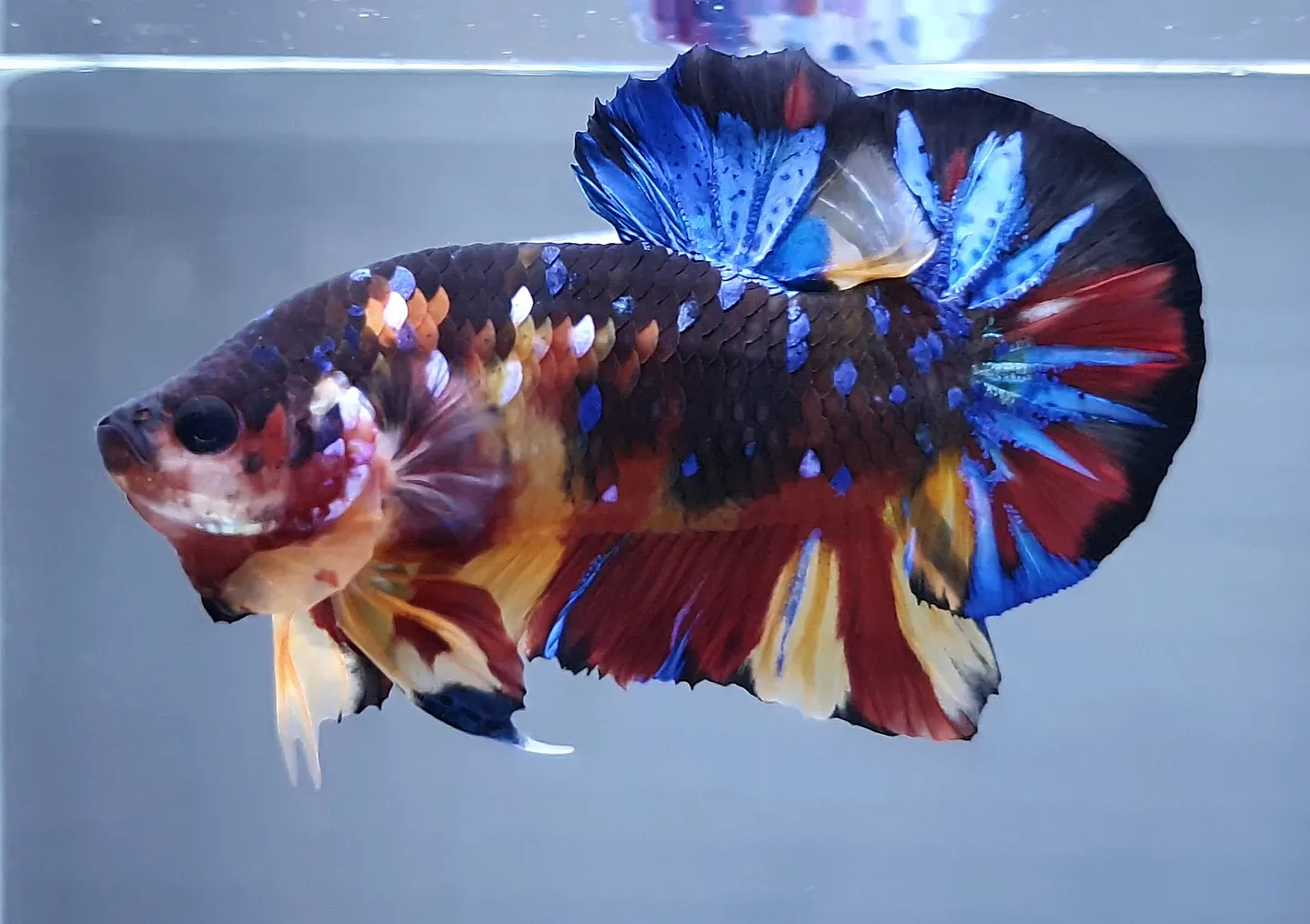 ตลาดอิเล็กทรอนิกส์ปลาแห่งสยาม